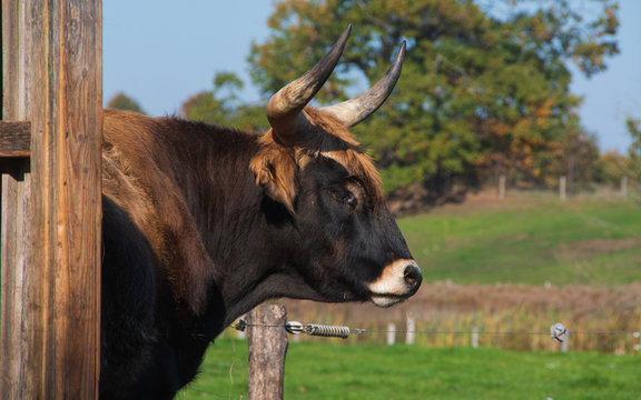 Auerrind Bilder – Durchsuchen 125 Archivfotos, Vektorgrafiken und ...
