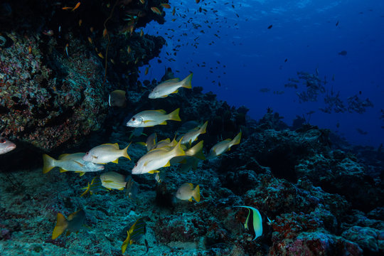 รูปภาพ"Soldier Fish" – เลือกดูภาพถ่ายสต็อก เวกเตอร์ และวิดีโอ143 ...