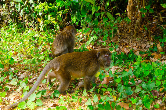 รูปภาพMacachi – เลือกดูภาพถ่ายสต็อก เวกเตอร์ และวิดีโอ161 | Adobe Stock