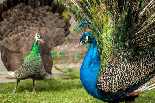 Samica Images – Browse 1,534 Stock Photos, Vectors, and Video | Adobe Stock