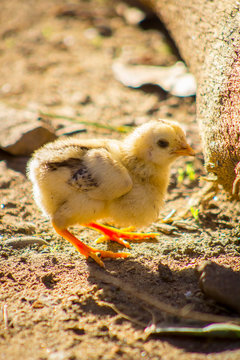 Pollito Bilder – Durchsuchen 566 Archivfotos, Vektorgrafiken und Videos ...