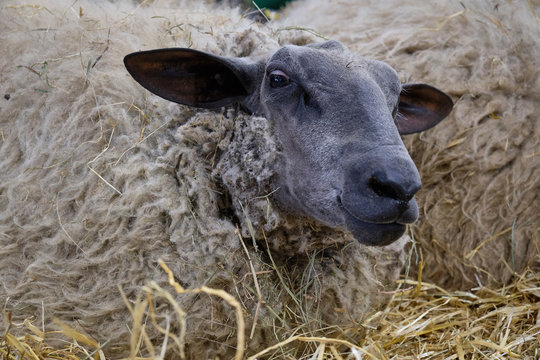 Moton Bilder – Durchsuchen 269 Archivfotos, Vektorgrafiken und Videos ...
