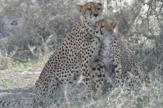 Geparden 画像 - 参照 453 Stock 写真、ベクターおよびビデオ | Adobe Stock