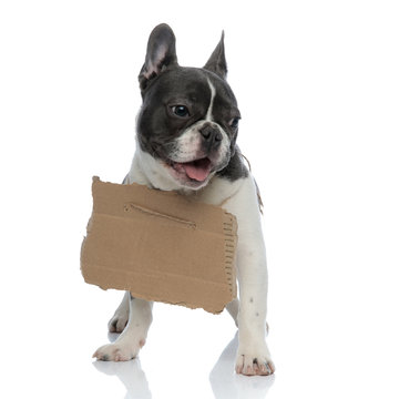 Dog Ear Paper Bilder – Durchsuchen 2,474 Archivfotos, Vektorgrafiken ...