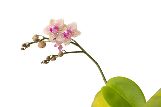 「Orchidis」の写真素材 | 20件の無料イラスト画像 | Adobe Stock