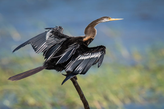 Anhinga Face Bilder – Durchsuchen 104 Archivfotos, Vektorgrafiken und ...