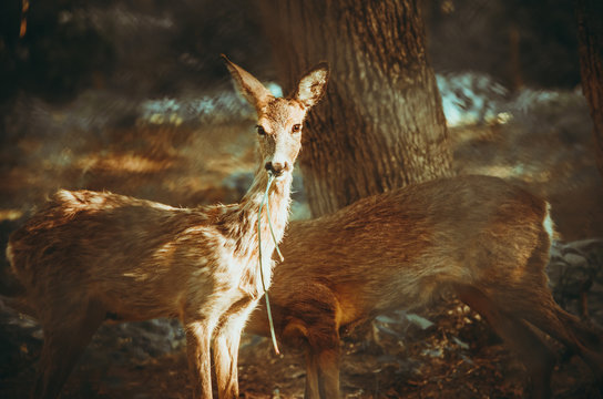 รูปภาพGraminivorous – เลือกดูภาพถ่ายสต็อก เวกเตอร์ และวิดีโอ522 | Adobe ...