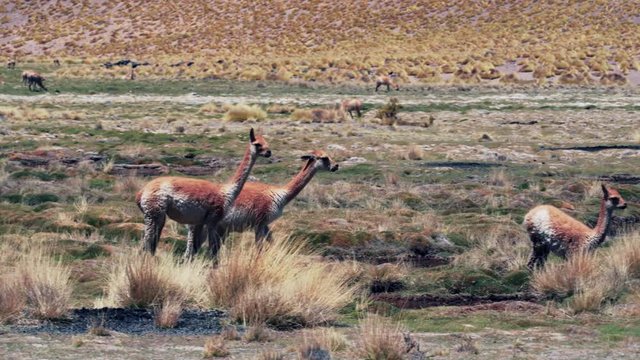 รูปภาพVicuna – เลือกดูภาพถ่ายสต็อก เวกเตอร์ และวิดีโอ8,275 | Adobe Stock