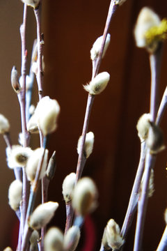 Long-Life Images – Browse 101 Stock Photos, Vectors, and Video | Adobe ...