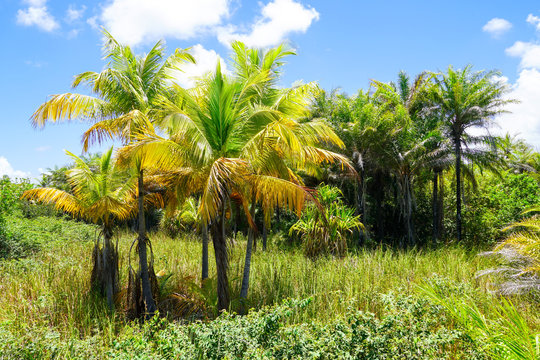 Amazonian Images – Browse 20,163 Stock Photos, Vectors, and Video ...