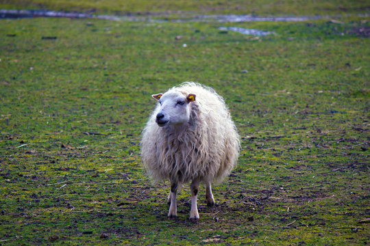 1,896 件の最適な Rammen 画像、ストック写真、ベクター | Adobe Stock