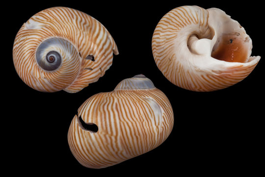 Tanea Images – Browse 36 Stock Photos, Vectors, and Video | Adobe Stock