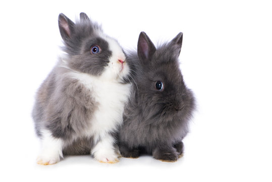 Pet Dwarf Rabbits