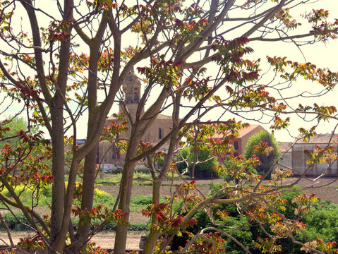 Imágenes de Ramaje: descubre bancos de fotos, ilustraciones, vectores y ...