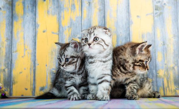 Obrázky Tabby – procházejte fotografie, vektory a videa 530,436 | Adobe ...