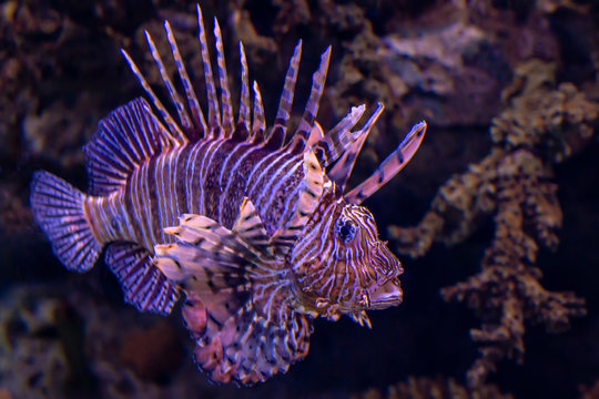 Dragon-Fish Images – Browse 58 Stock Photos, Vectors, and Video | Adobe ...