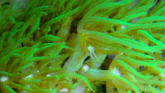 รูปภาพPachyclavularia – เลือกดูภาพถ่ายสต็อก เวกเตอร์ และวิดีโอ37 ...