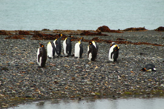 รูปภาพPinguim – เลือกดูภาพถ่ายสต็อก เวกเตอร์ และวิดีโอ785 | Adobe Stock