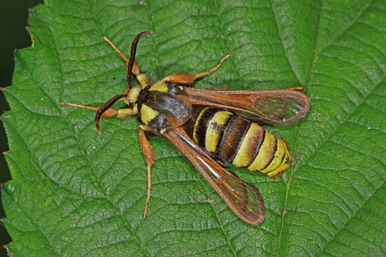 รูปภาพApiformis – เลือกดูภาพถ่ายสต็อก เวกเตอร์ และวิดีโอ81 | Adobe Stock