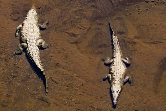 รูปภาพKrokodile – เลือกดูภาพถ่ายสต็อก เวกเตอร์ และวิดีโอ1,378 | Adobe Stock