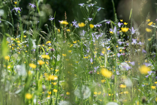 Futtergras bilder – Bläddra bland 89 stockfoton, vektorer och videor ...