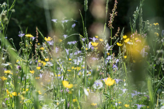 「Futtergras」の画像 - 89 件の Stock 写真、ベクターおよびビデオ | Adobe Stock
