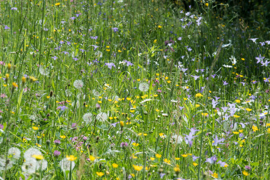 Futtergras bilder – Bläddra bland 77 stockfoton, vektorer och videor ...