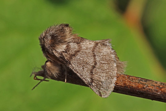 Eichen-Prozessionsspinner Bilder – Durchsuchen 742 Archivfotos ...