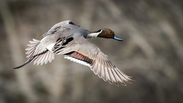 Pintail Flying