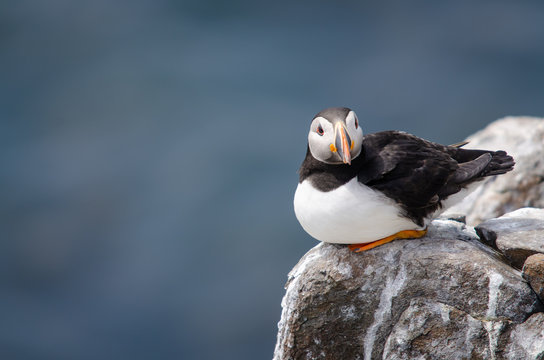 Alerness Images – Browse 16 Stock Photos, Vectors, and Video | Adobe Stock