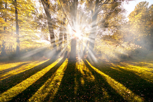 Baumschatten bilder – Bläddra bland 193 stockfoton, vektorer och videor ...