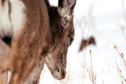 รูปภาพMuley – เลือกดูภาพถ่ายสต็อก เวกเตอร์ และวิดีโอ697 | Adobe Stock