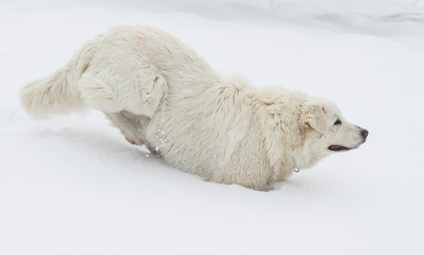 รูปภาพKuva – เลือกดูภาพถ่ายสต็อก เวกเตอร์ และวิดีโอ83 | Adobe Stock
