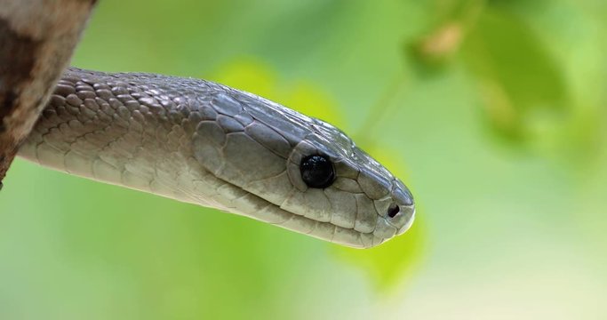 รูปภาพMamba – เลือกดูภาพถ่ายสต็อก เวกเตอร์ และวิดีโอ13,205 | Adobe Stock