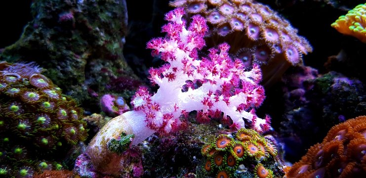 Dendronephthya 이미지 – 찾아보기 767 스톡 사진, 벡터 및 비디오 | Adobe Stock