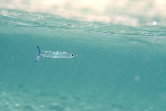 รูปภาพHoundfish – เลือกดูภาพถ่ายสต็อก เวกเตอร์ และวิดีโอ194 | Adobe Stock