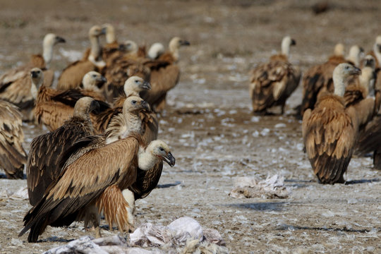Riesenhuhn Bilder – Durchsuchen 1,532 Archivfotos, Vektorgrafiken und ...
