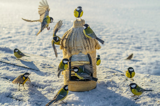 "Happy Birds" Images – Browse 291 Stock Photos, Vectors, and Video ...