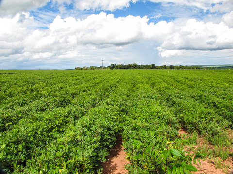LAS 119 MEJORES IMÁGENES, FOTOS DE ARCHIVO Y VECTORES DE Agropecuaria ...
