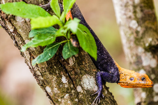 "African Lizard" Images – Browse 120 Stock Photos, Vectors, and Video ...