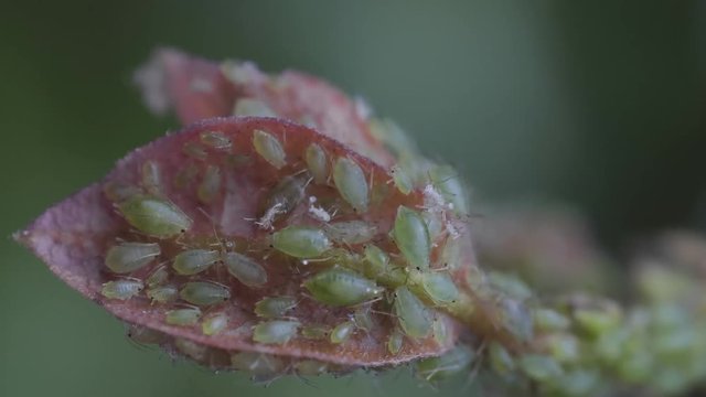 Aphidoidea Images – Browse 3,214 Stock Photos, Vectors, and Video ...