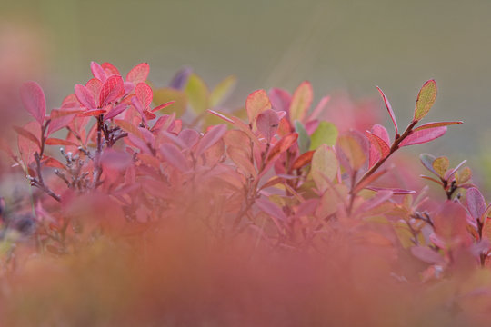 รูปภาพMoorbeere – เลือกดูภาพถ่ายสต็อก เวกเตอร์ และวิดีโอ109 | Adobe Stock