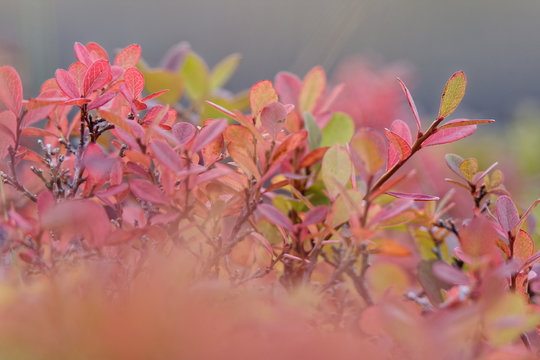 รูปภาพMoorbeere – เลือกดูภาพถ่ายสต็อก เวกเตอร์ และวิดีโอ109 | Adobe Stock