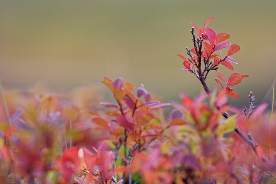 รูปภาพMoorbeere – เลือกดูภาพถ่ายสต็อก เวกเตอร์ และวิดีโอ109 | Adobe Stock