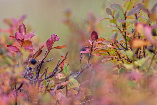 รูปภาพMoorbeere – เลือกดูภาพถ่ายสต็อก เวกเตอร์ และวิดีโอ108 | Adobe Stock