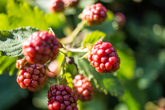 「Himbeer-Strauch」の画像 - 269 件の Stock 写真、ベクターおよびビデオ | Adobe Stock