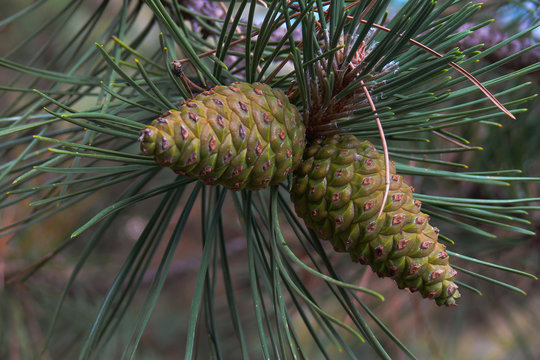 Pigne Images – Browse 12 Stock Photos, Vectors, and Video | Adobe Stock