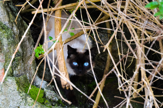 Elanchove Bilder – Durchsuchen 116 Archivfotos, Vektorgrafiken und ...