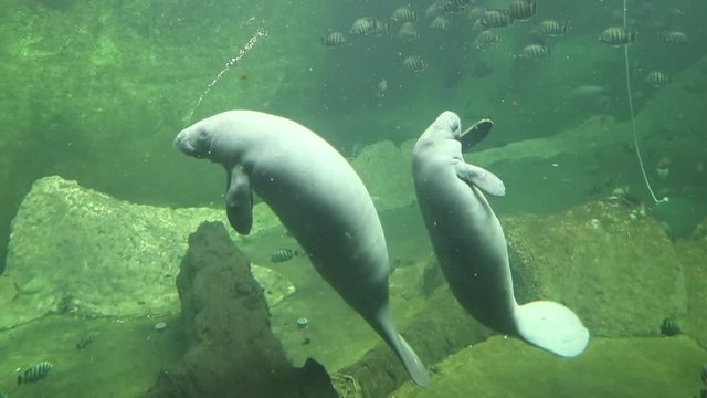 Desktop Lamantino Calmante