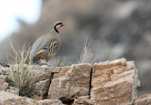 Chukar Images – Browse 1,622 Stock Photos, Vectors, and Video | Adobe Stock